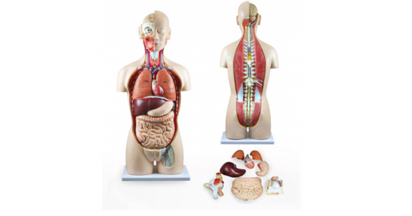 Buy Torso Dual Sex Open Back Get Price For Lab Equipment